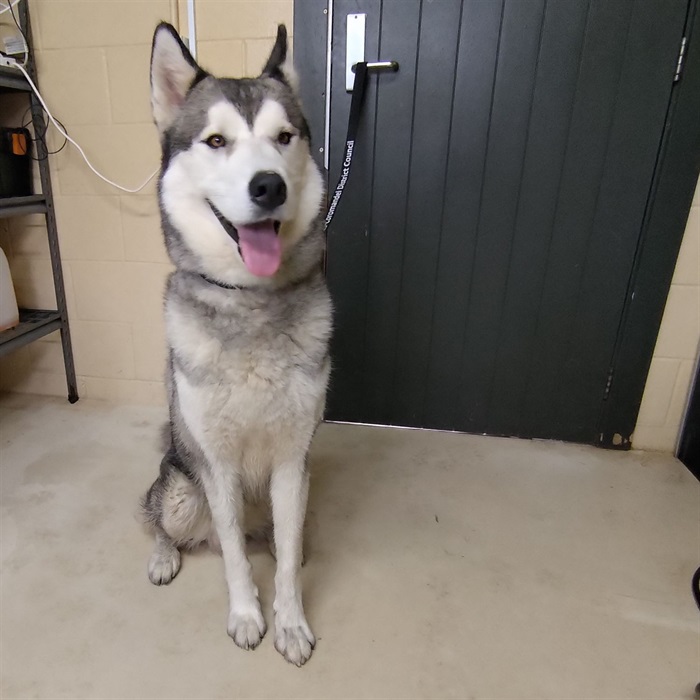 Lost, Found and Adoptable Dogs | TCDC